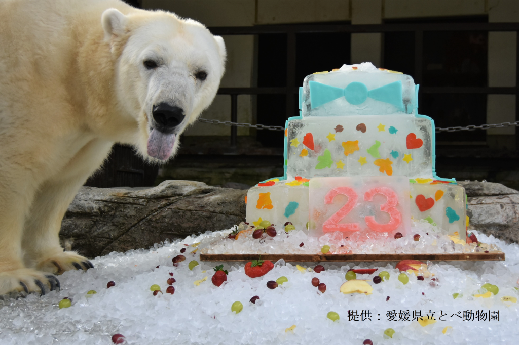 愛媛県立とべ動物園 ホッキョクグマ ピース24歳誕生会｜愛媛のイベントを探す｜愛媛県の公式観光サイト【いよ観ネット】